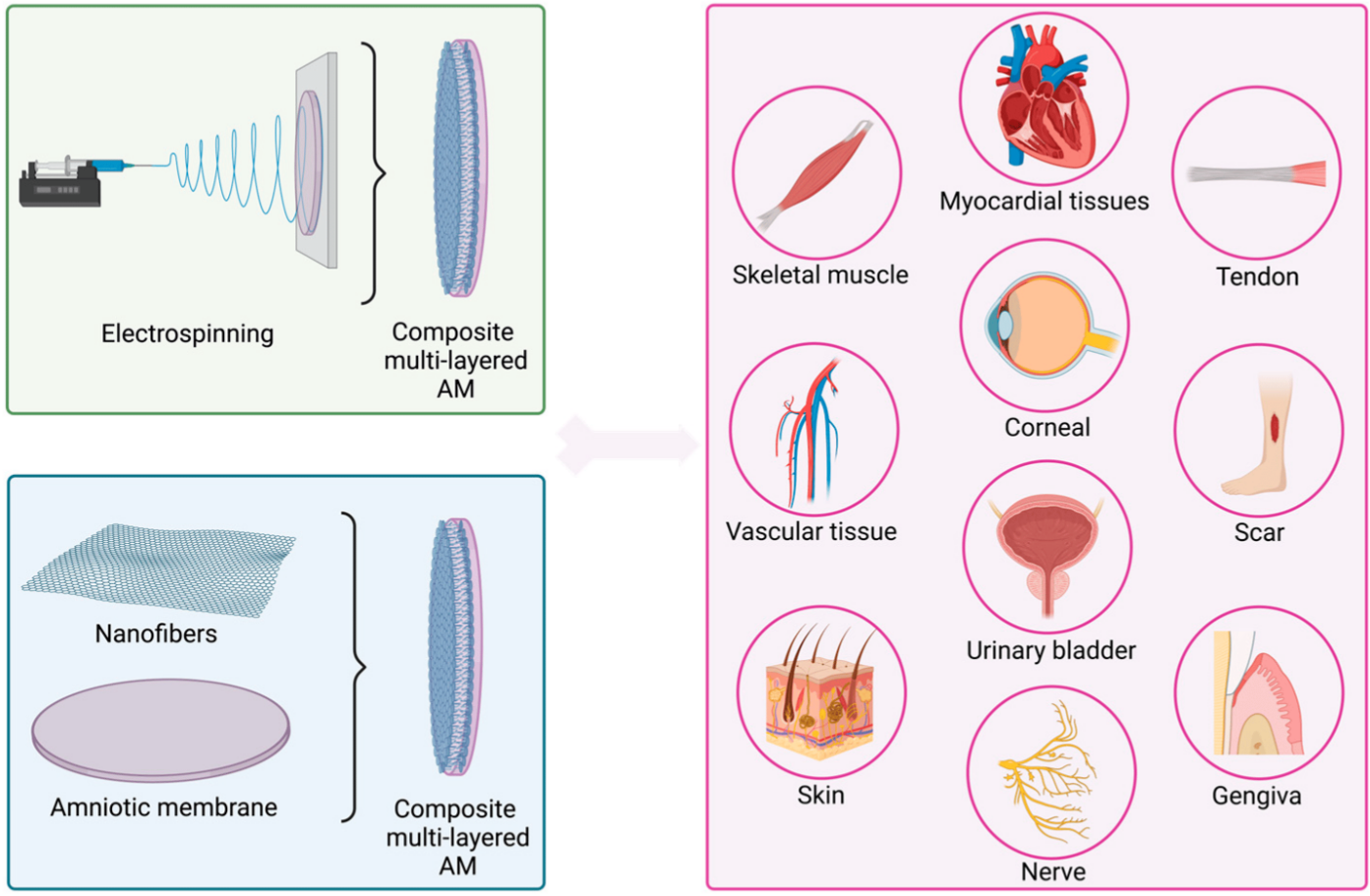 Artificial Injury Recovery Membrane Layer – Spingenx | Electro Spinning ...